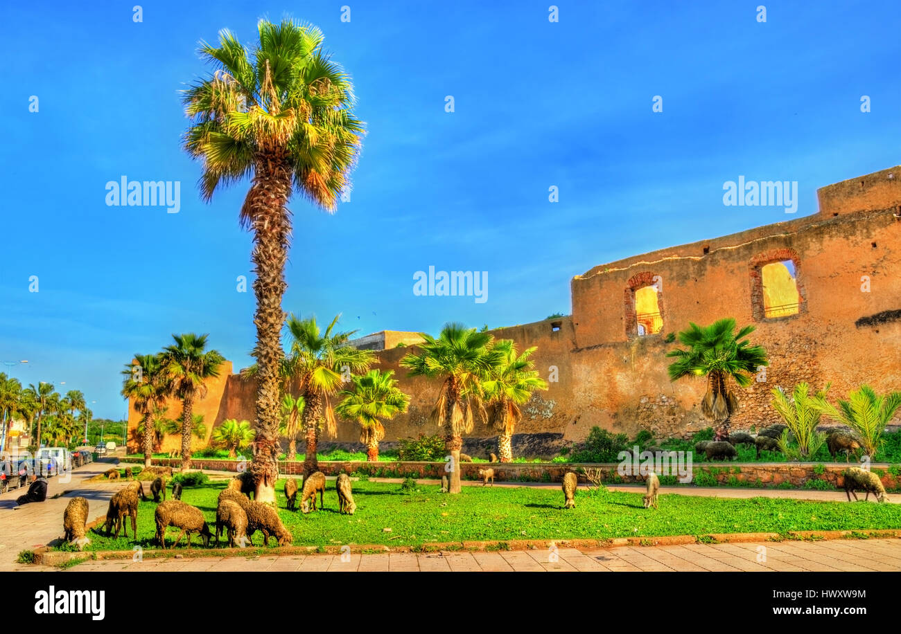 Marrakesh morocco sheep hi-res stock photography and images - Alamy