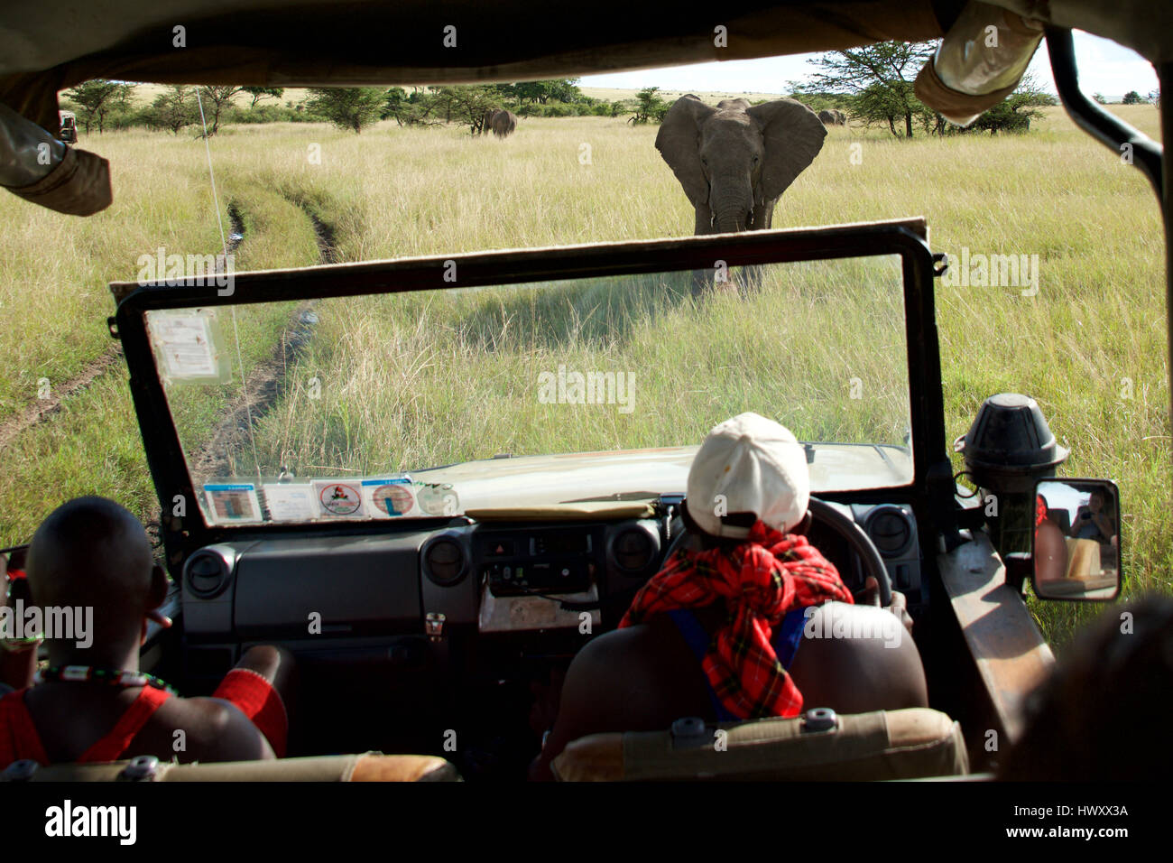 Male Bull elephant on stand off with Maasai Mara safari vehicle in the ...