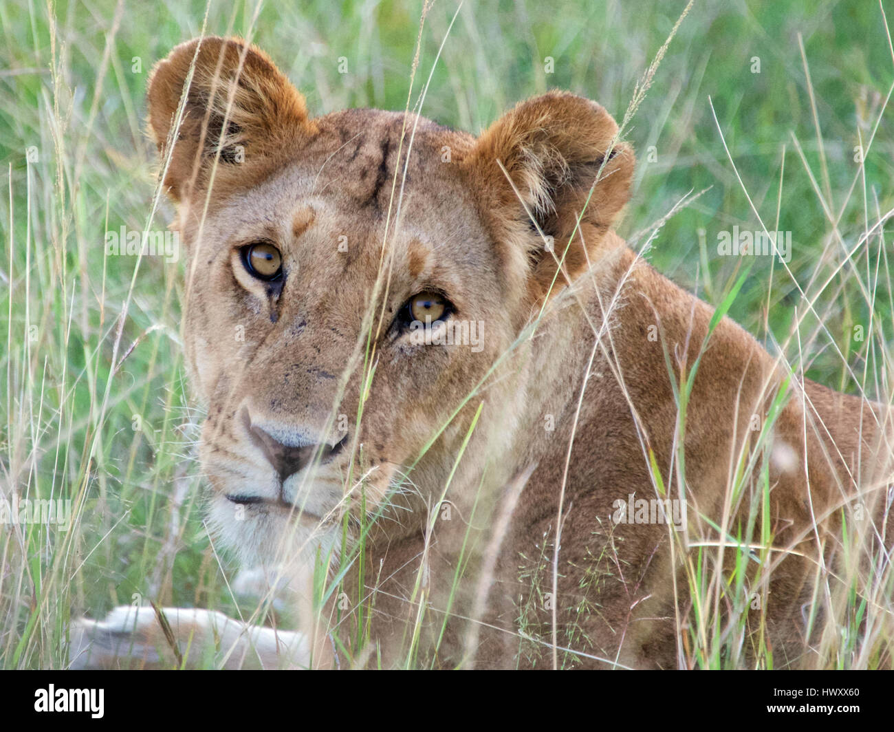 At dusk, a Lion waits in the grassland, preparing for its night hunt in ...