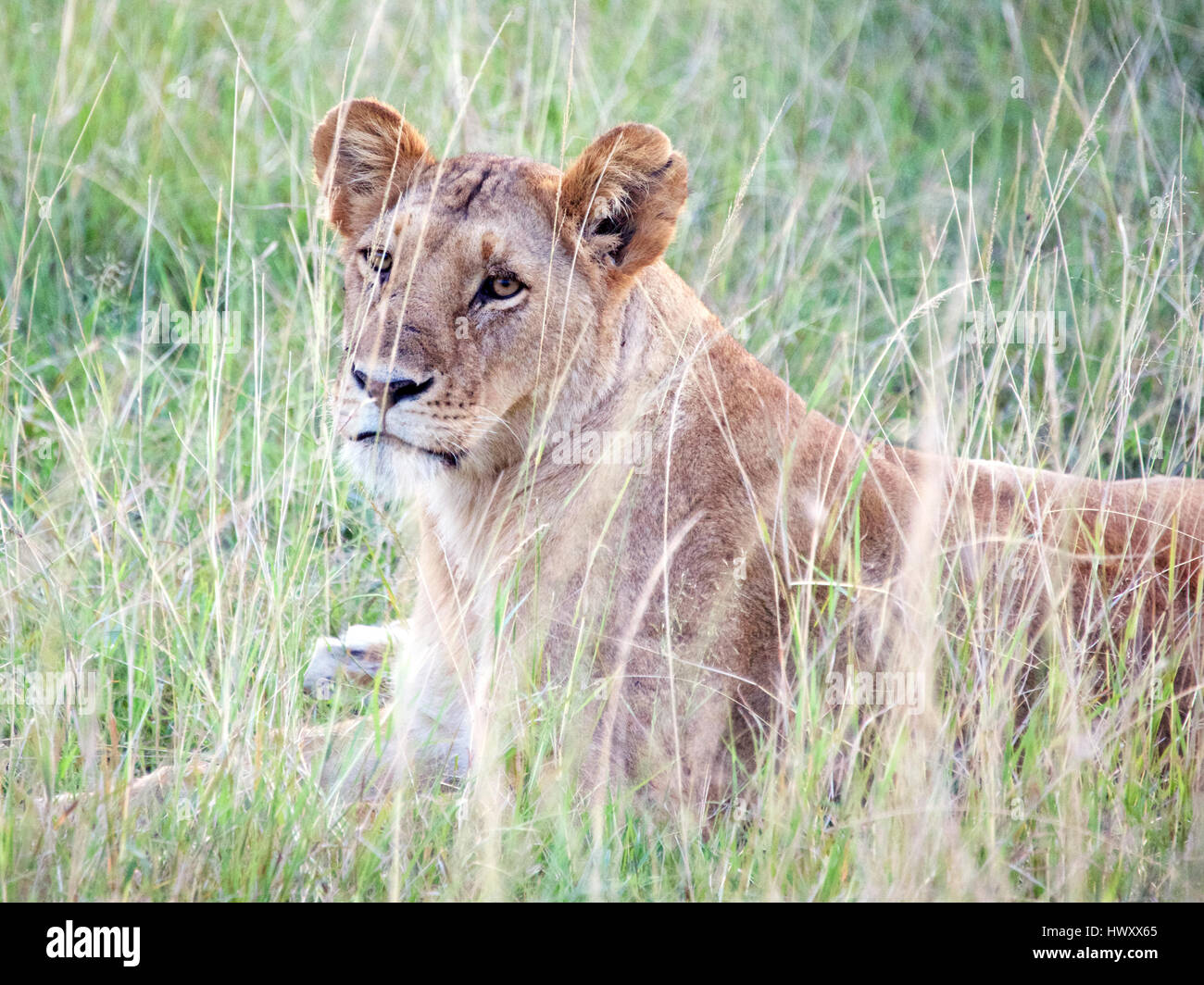 At dusk, a Lion waits in the grassland, preparing for its night hunt in ...