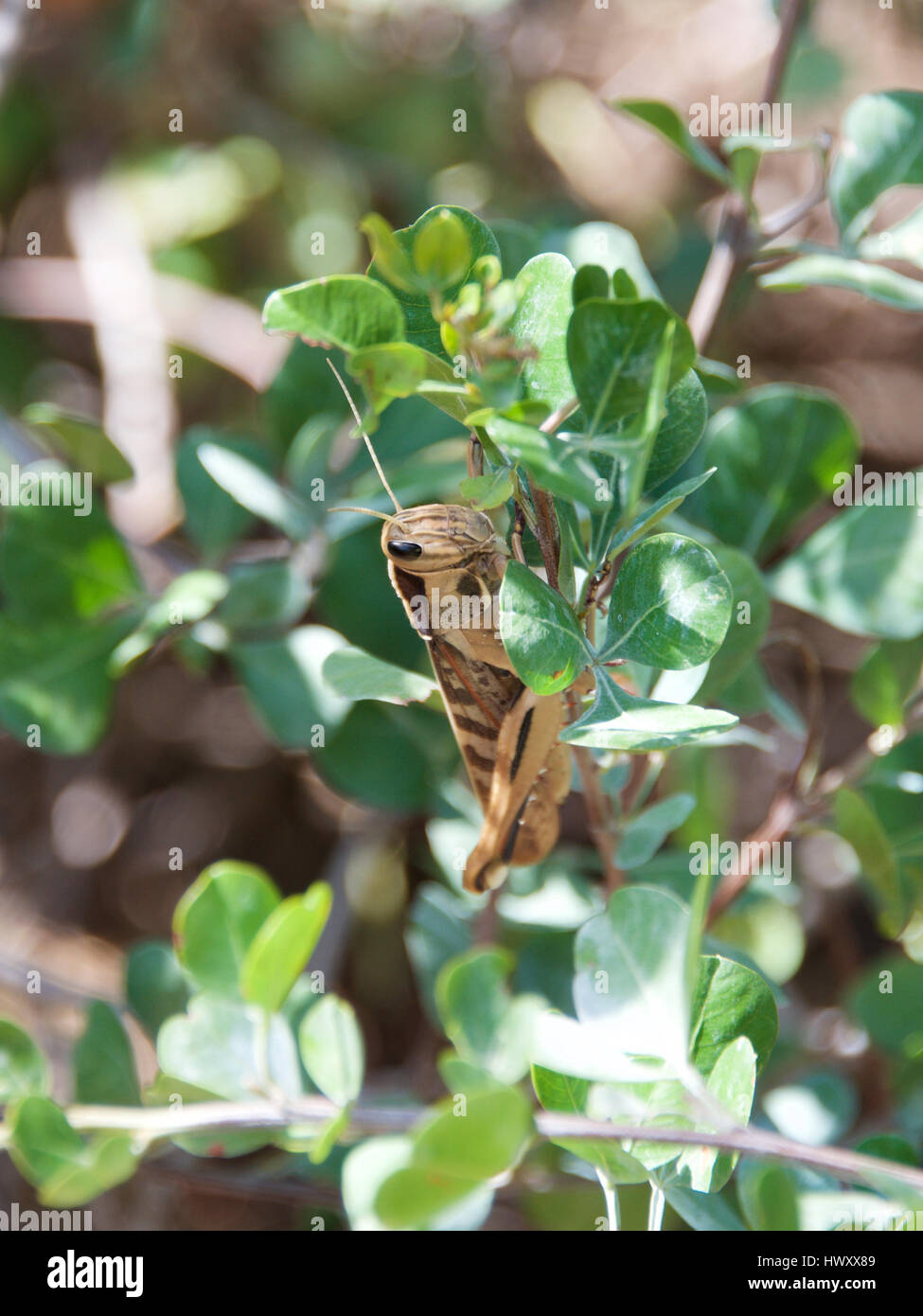 Desert locust flying hi-res stock photography and images - Alamy