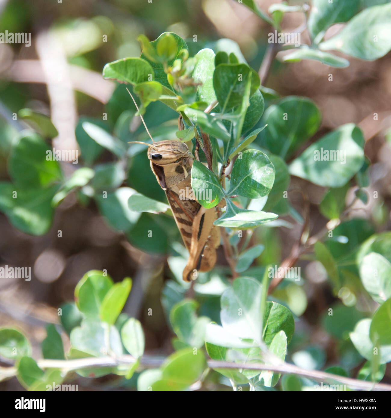 Desert Locust, African Locust, Southern Cape, South Africa Stock Photo ...