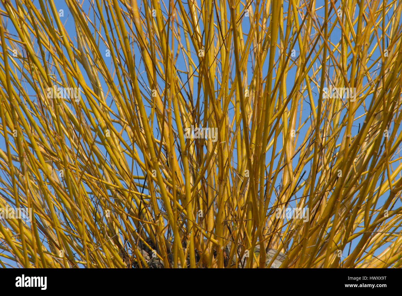 Golden Elm Tree Stock Photos & Golden Elm Tree Stock Images - Alamy