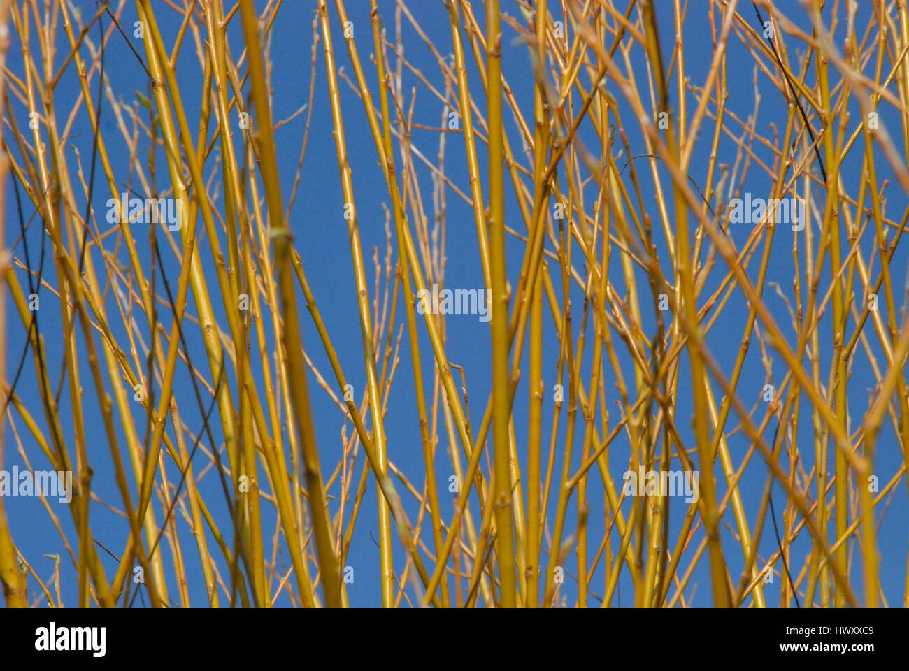 golden elm branches Stock Photo - Alamy