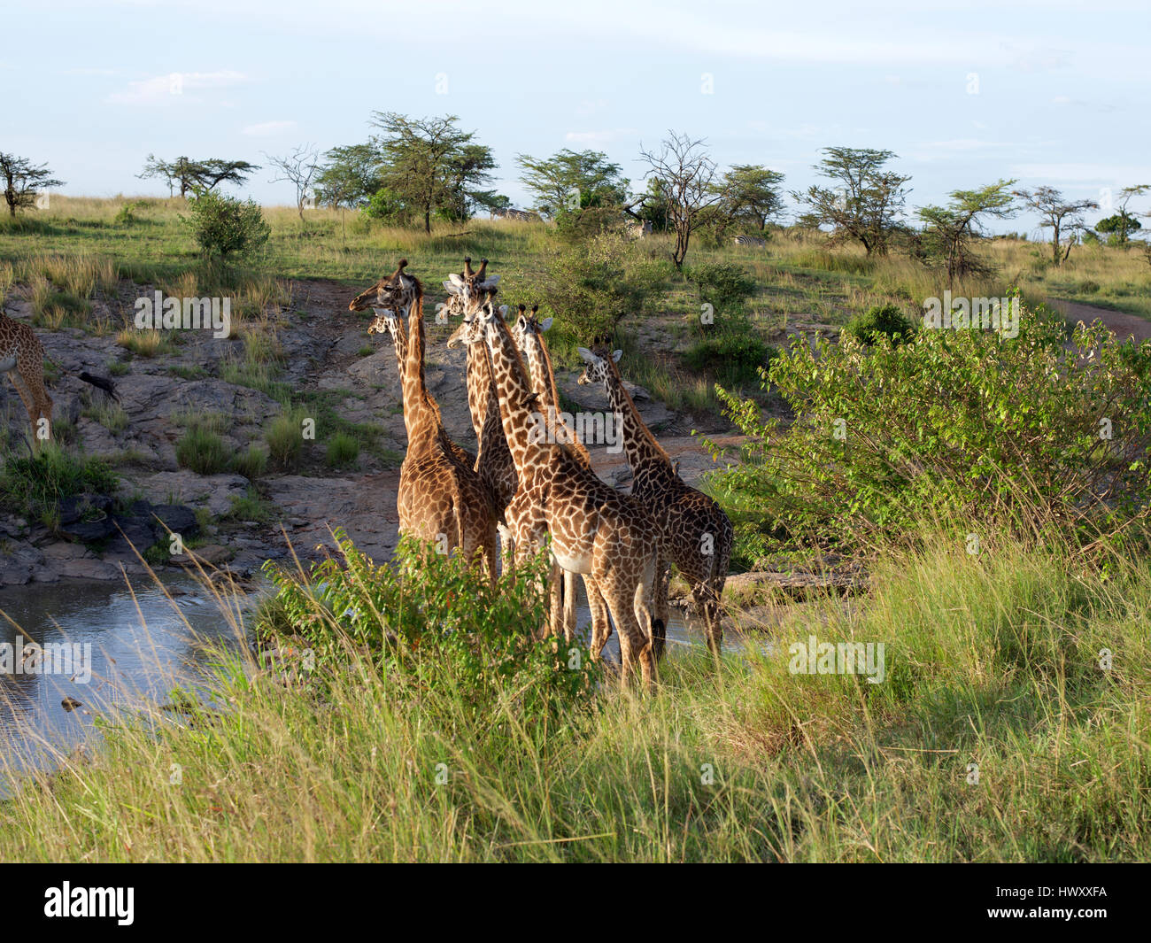 A herd of Giraffe prepare to cross the Orok River in the Olare Orok ...