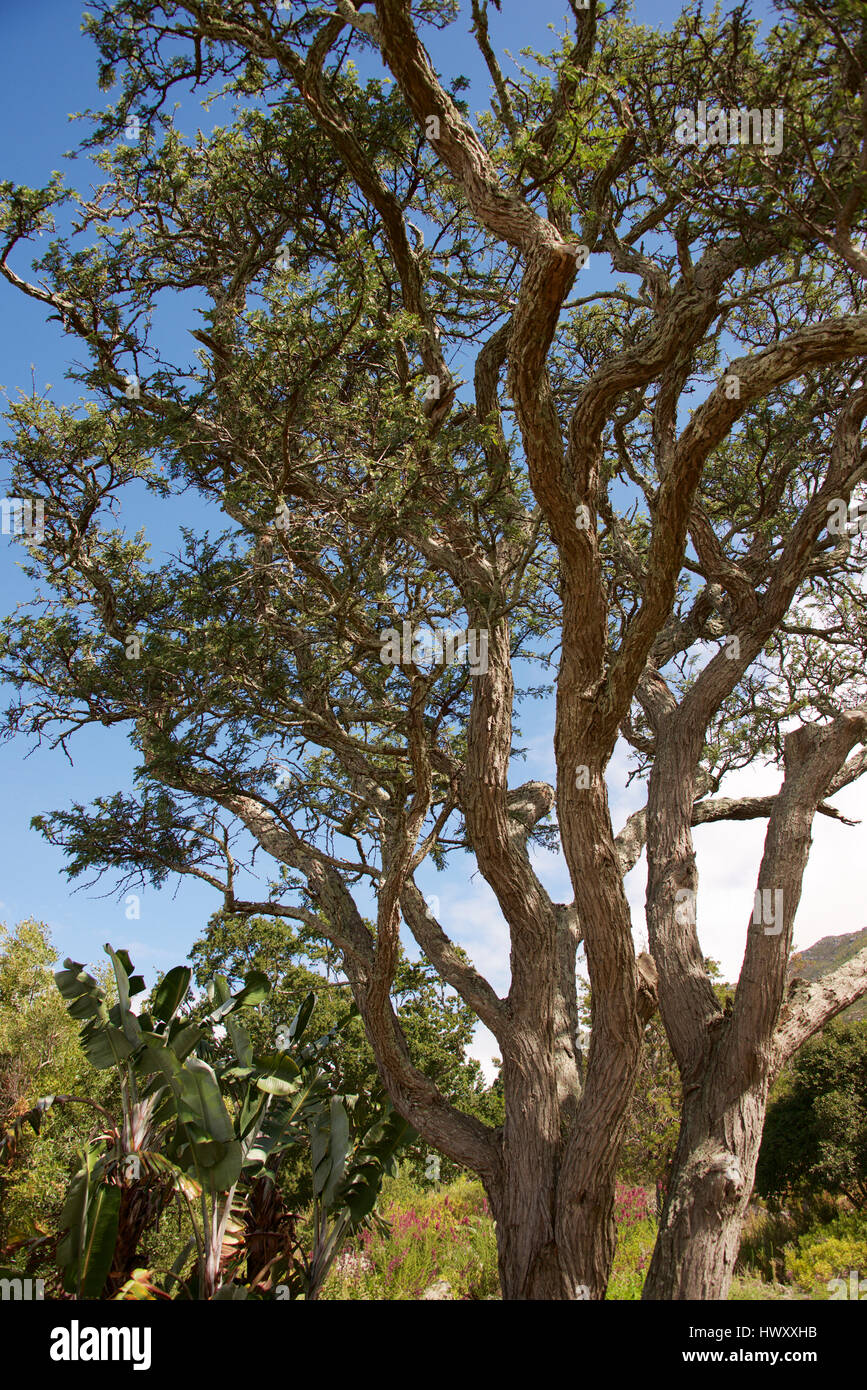 Camel thorn tree in kirstenbosch hi-res stock photography and images ...
