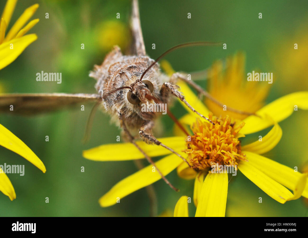 silver y moth Stock Photo - Alamy