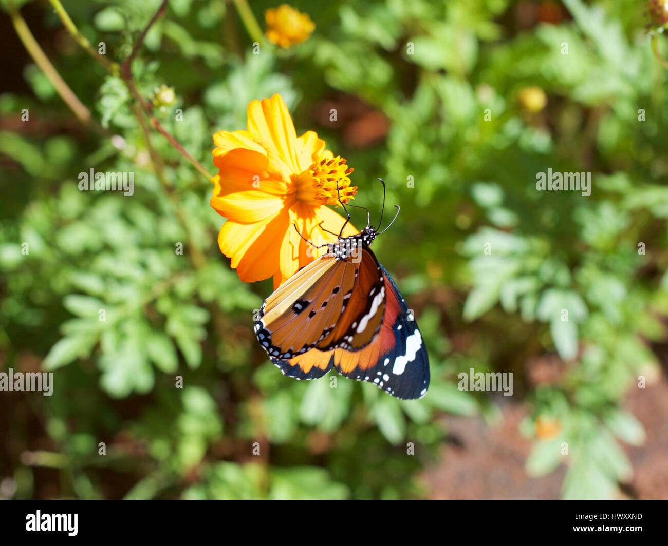 Monarch Danaus chrysippus orientis, African Monarch Butterfly, Plain ...