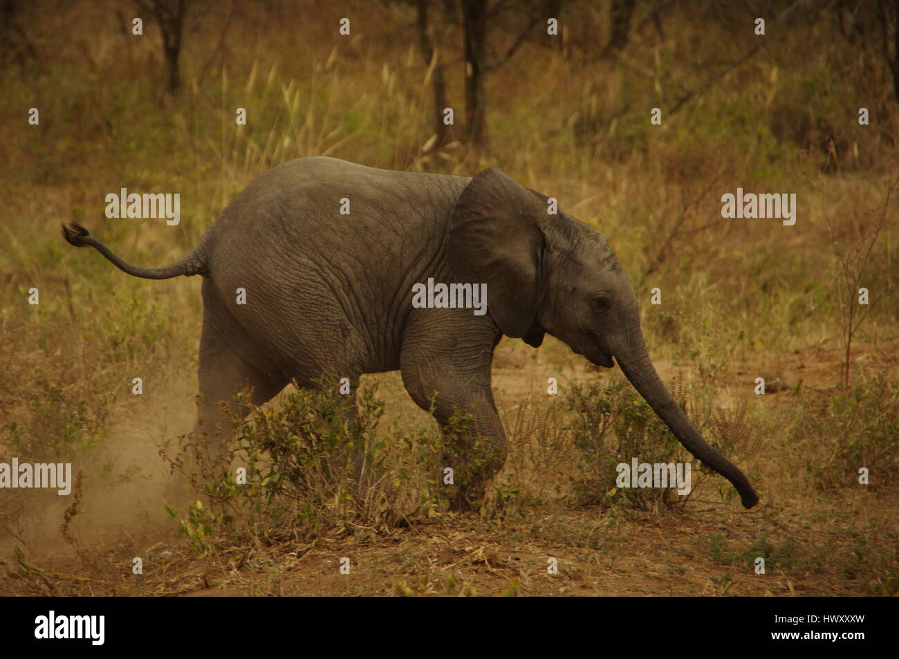 Running Elephant High Resolution Stock Photography and Images - Alamy