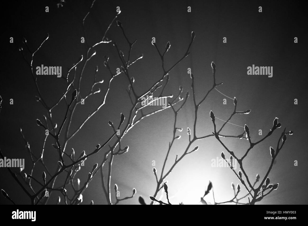 Urban atmosphere night Black and White Stock Photos & Images - Alamy