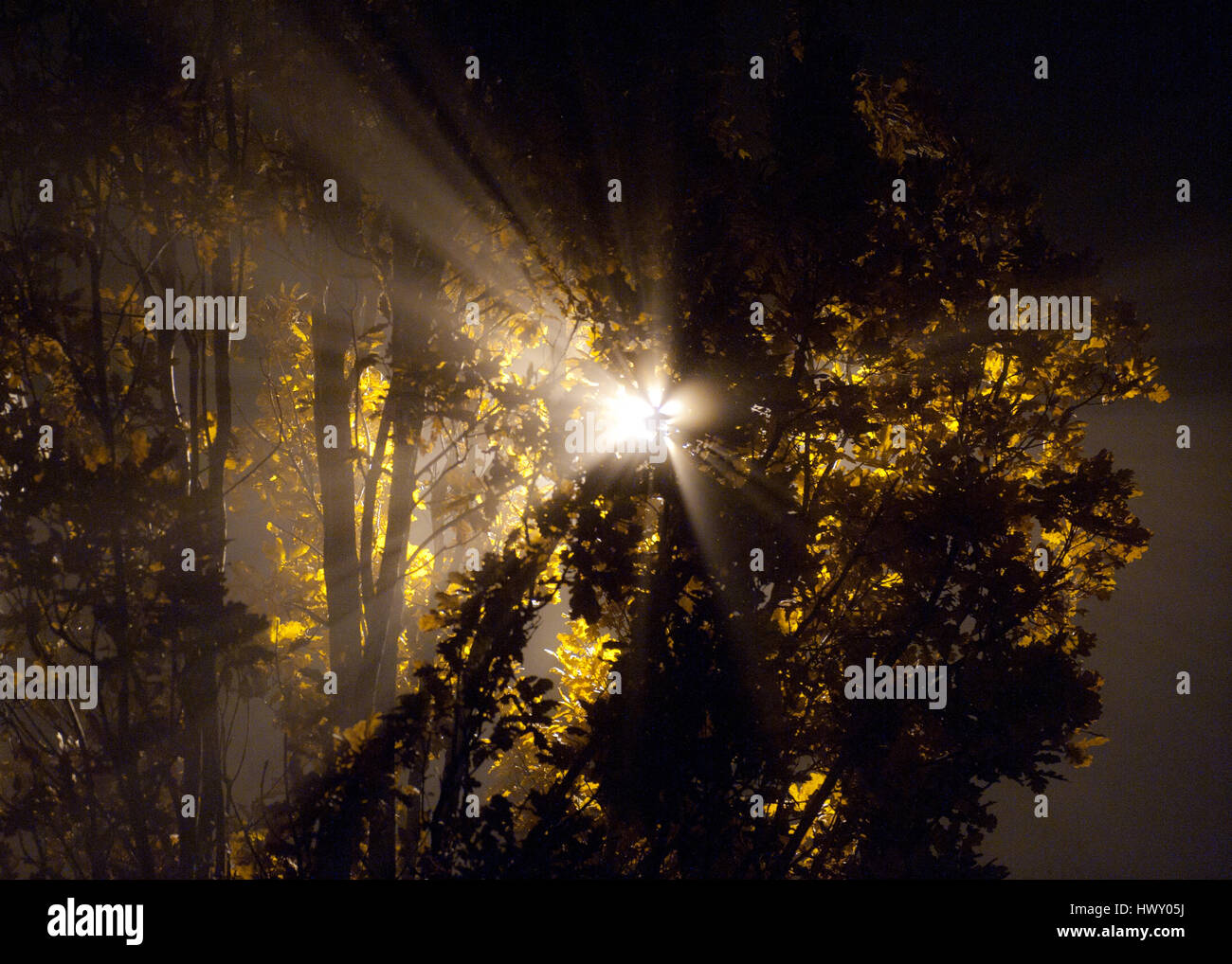 Late night fog Stock Photo - Alamy