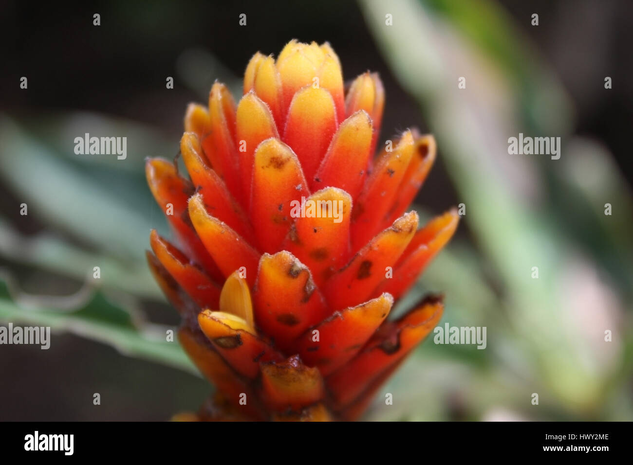A flower in Costa Rica Stock Photo - Alamy