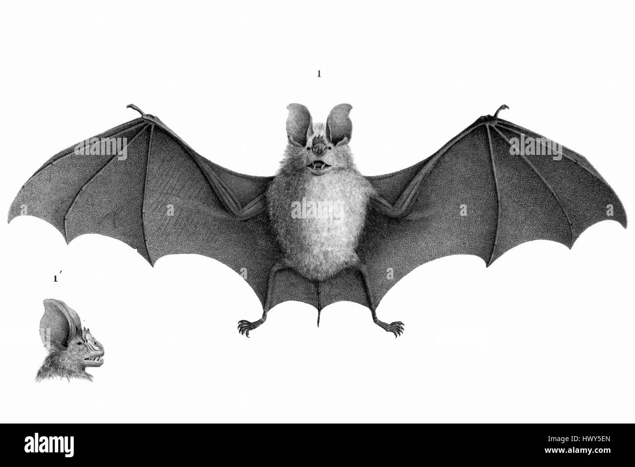 African insectivore Black and White Stock Photos & Images - Alamy