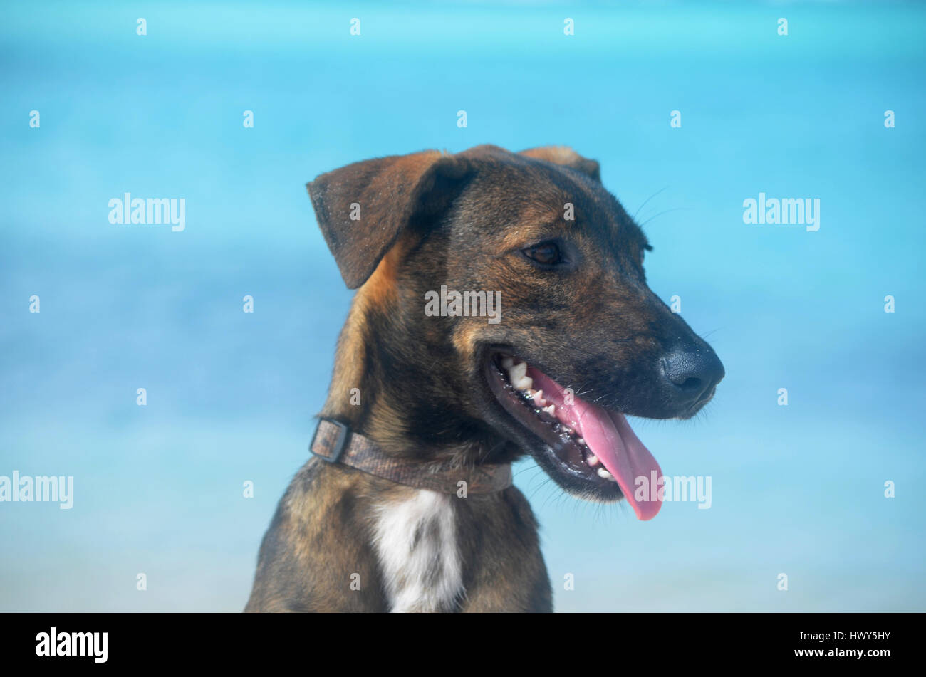 Aruba cunucu dog hi-res stock photography and images - Alamy