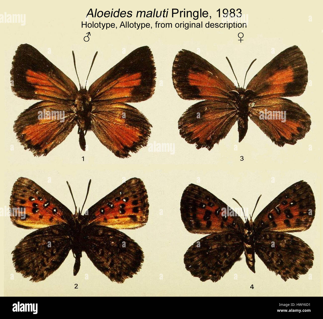 The title 'AloeidesMalutiMFUpUnAC13' appears to be a coded identifier for a specific object ...