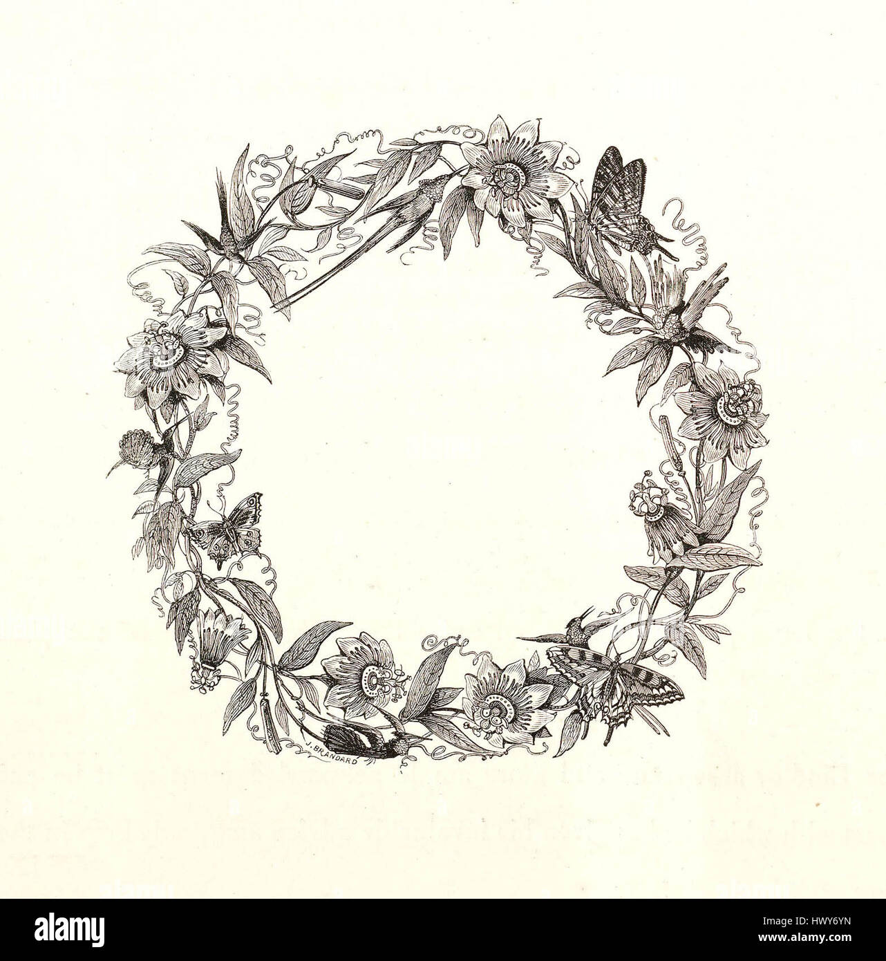 '2 Vignette 1 Orch Mex.Guat. Bateman' is an illustration by Bateman ...