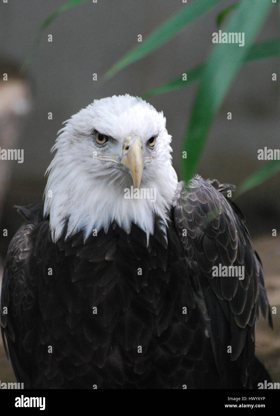 Bird with a stern look hi-res stock photography and images - Alamy