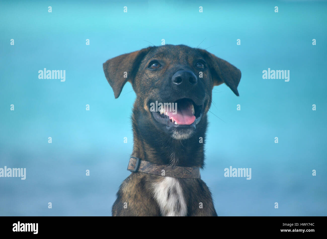 Aruba cunucu dog hi-res stock photography and images - Alamy