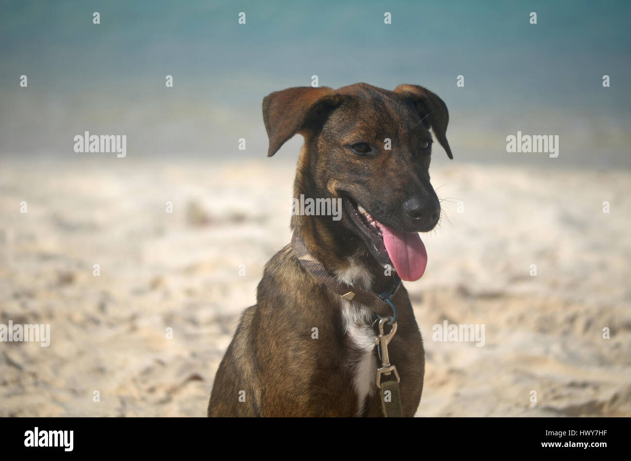 Adorable Arubian cunucu dog at the beach Stock Photo - Alamy