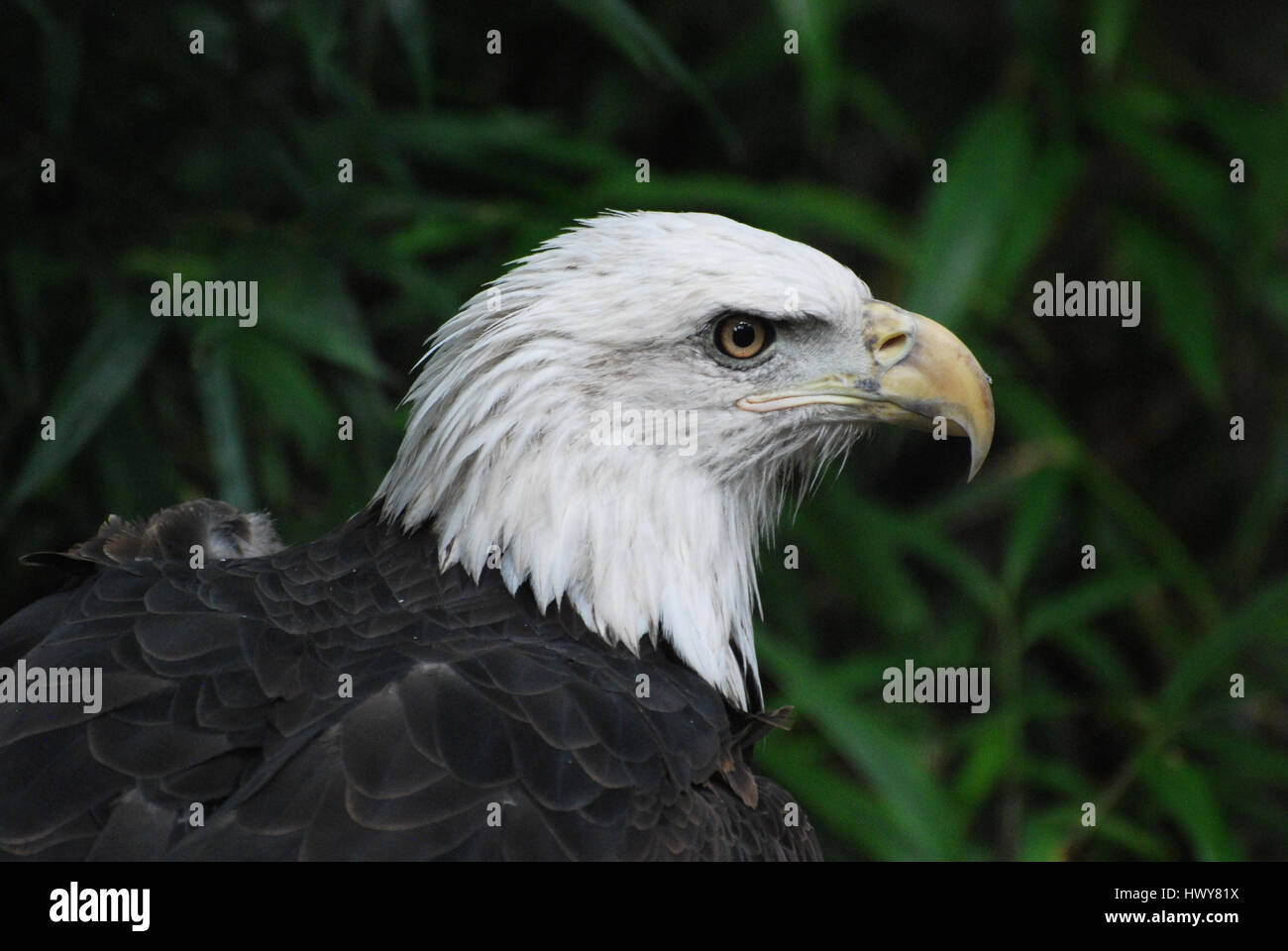 Ruffled feathers and hooked beak on a bald eagle bird Stock Photo - Alamy