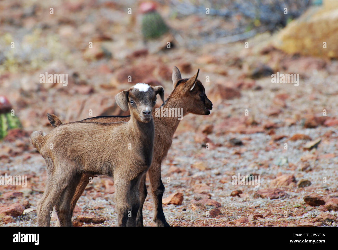 Cute pair baby goats hi-res stock photography and images - Alamy