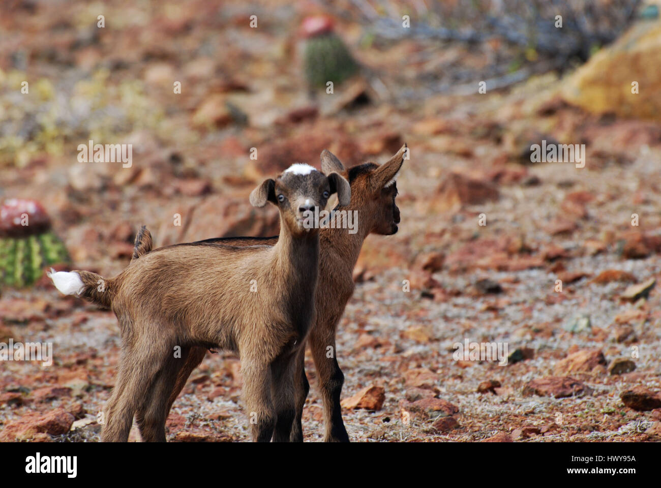 Adorable wild pair of cute baby goats in Aruba Stock Photo - Alamy