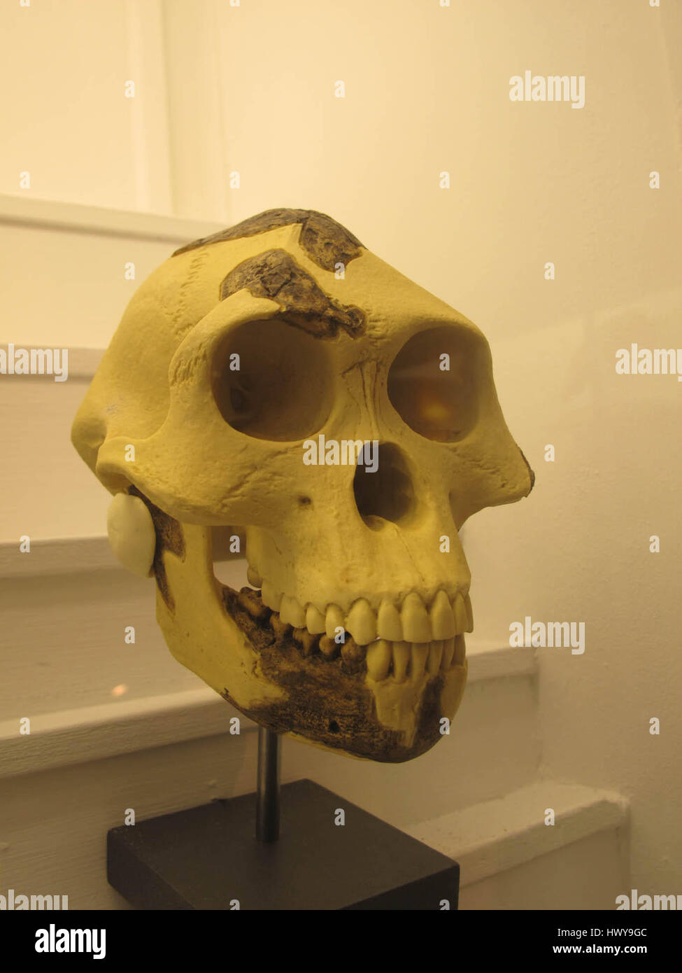 Australopithecus afarensis is an early hominid species, with fossil ...