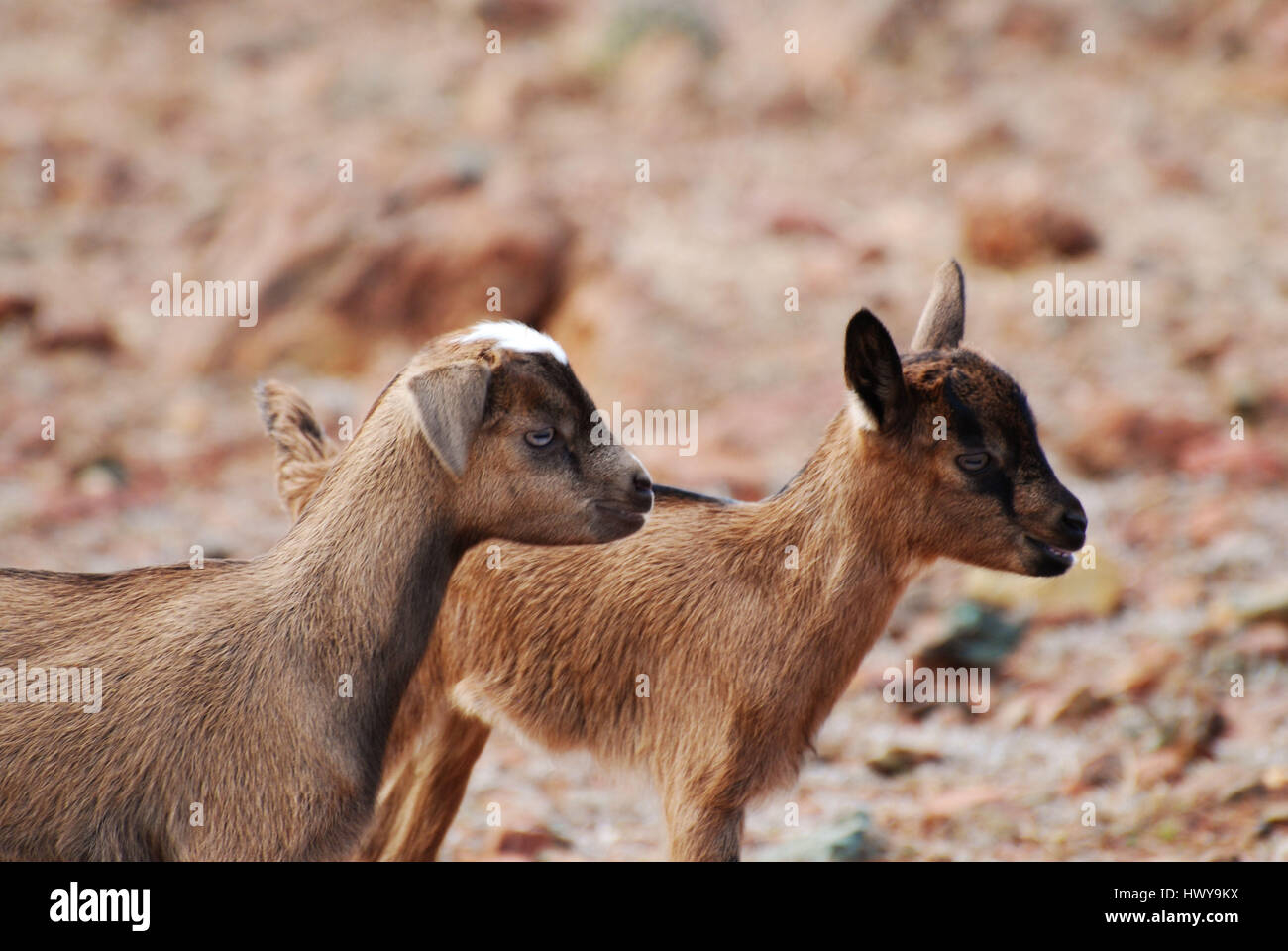 Adorable pair of two baby wild goats in Aruba Stock Photo - Alamy
