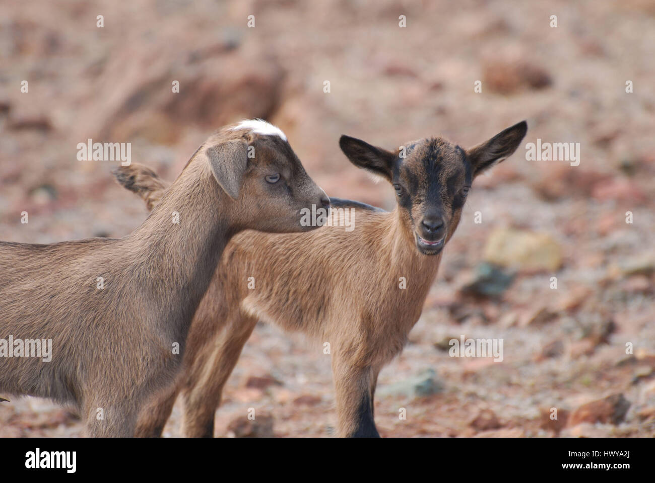 Adorable faces of two baby goats in Aruba Stock Photo - Alamy