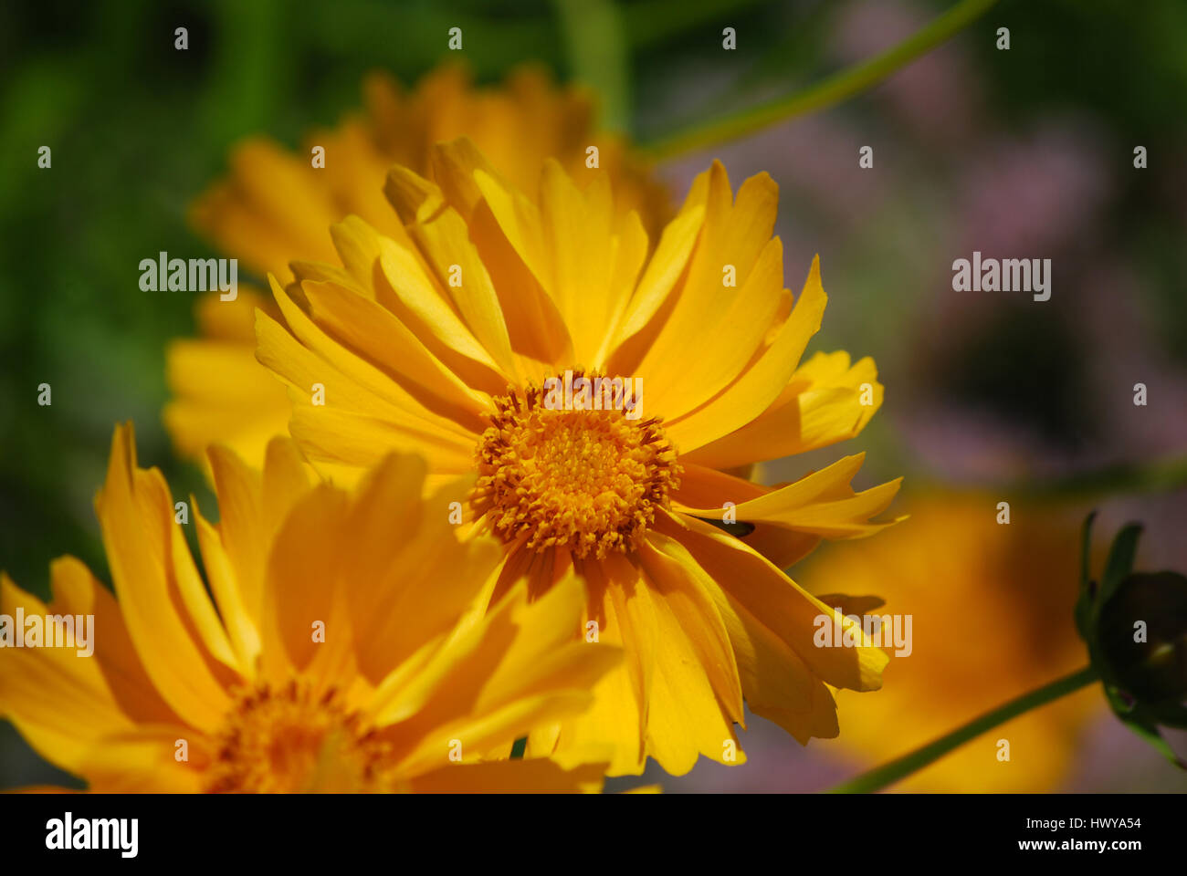 Garden with tickseed flowers in bloom Stock Photo - Alamy