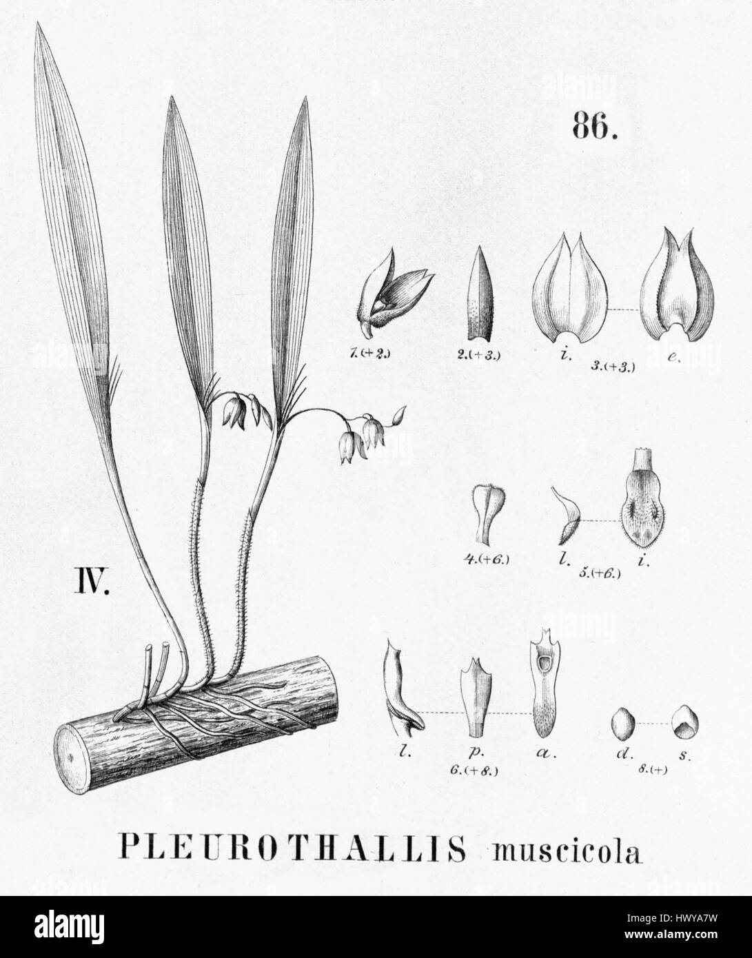 Acianthera muscicola, formerly known as Pleurothallis muscicola, is an ...