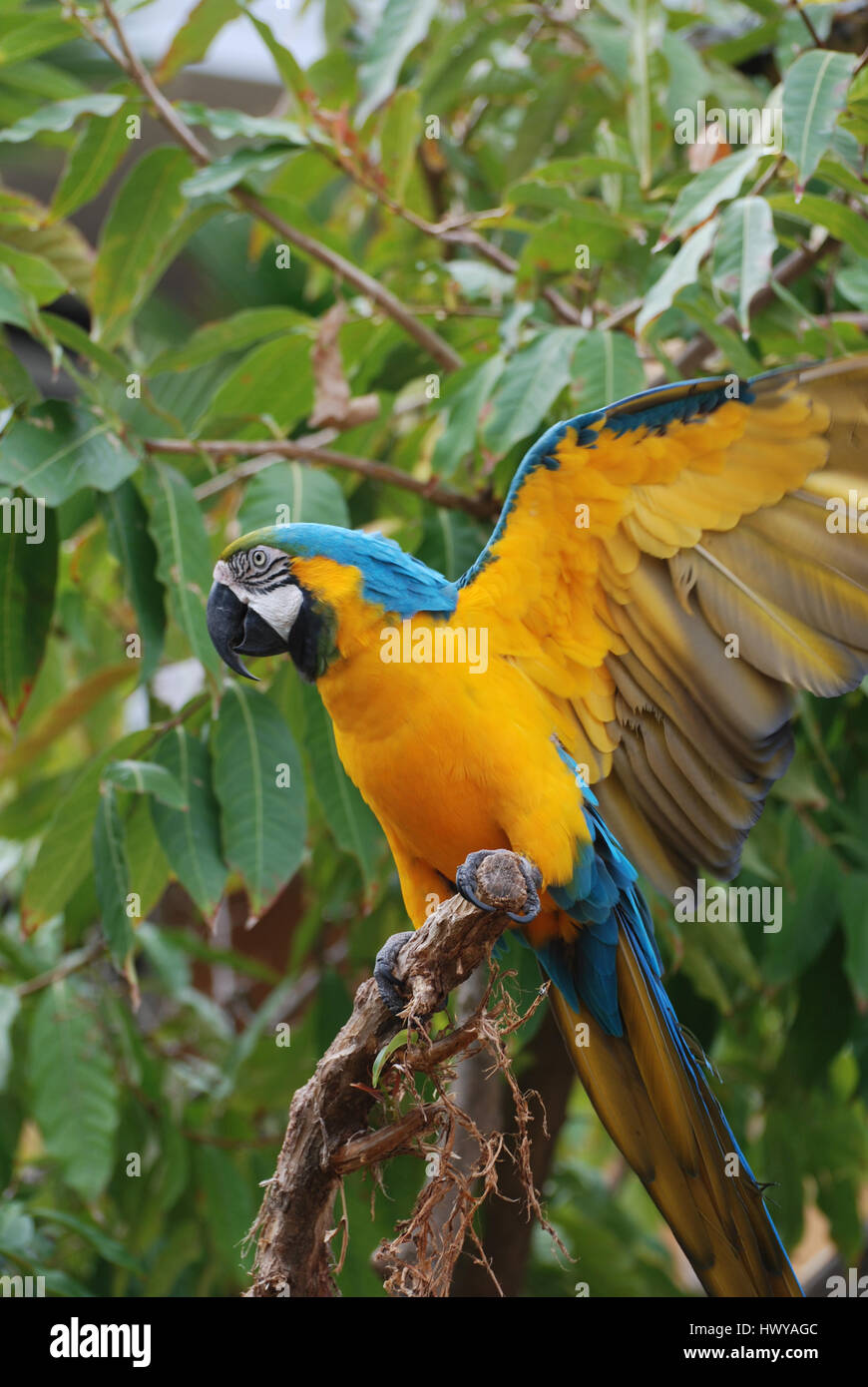 Blue And Gold Macaw Wings