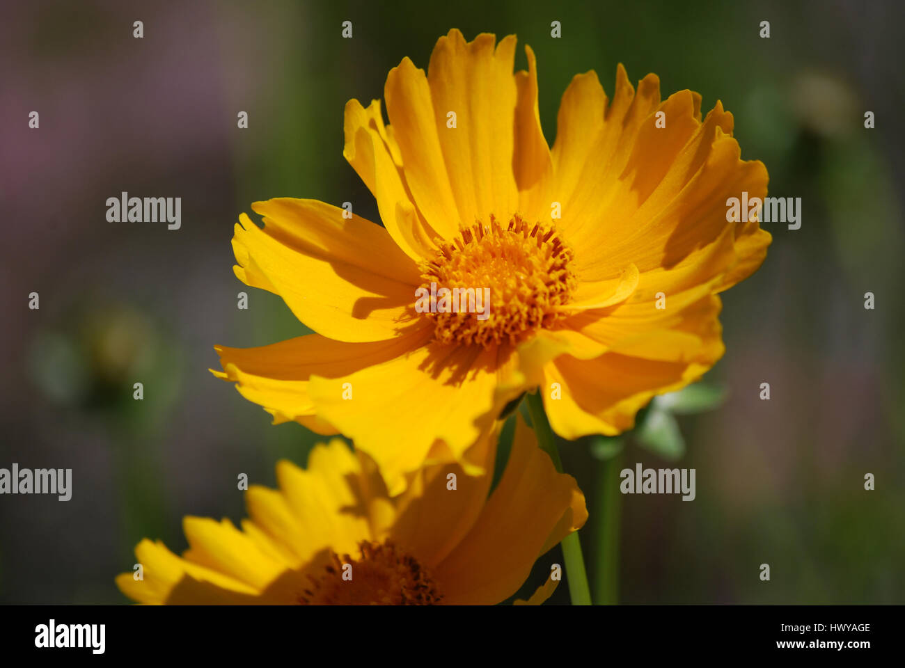 Calliopsis flower garden in bloom with a perfect blossom Stock Photo ...