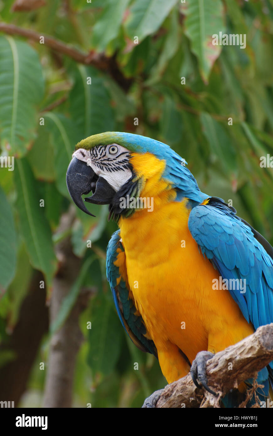 Blue And Gold Macaw Size