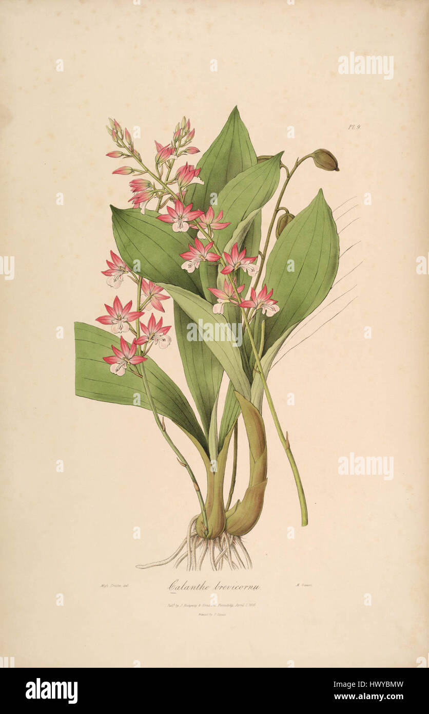 The 'Calanthe brevicornu' plate 9 from Lindley's 'Sertum' (1838 ...