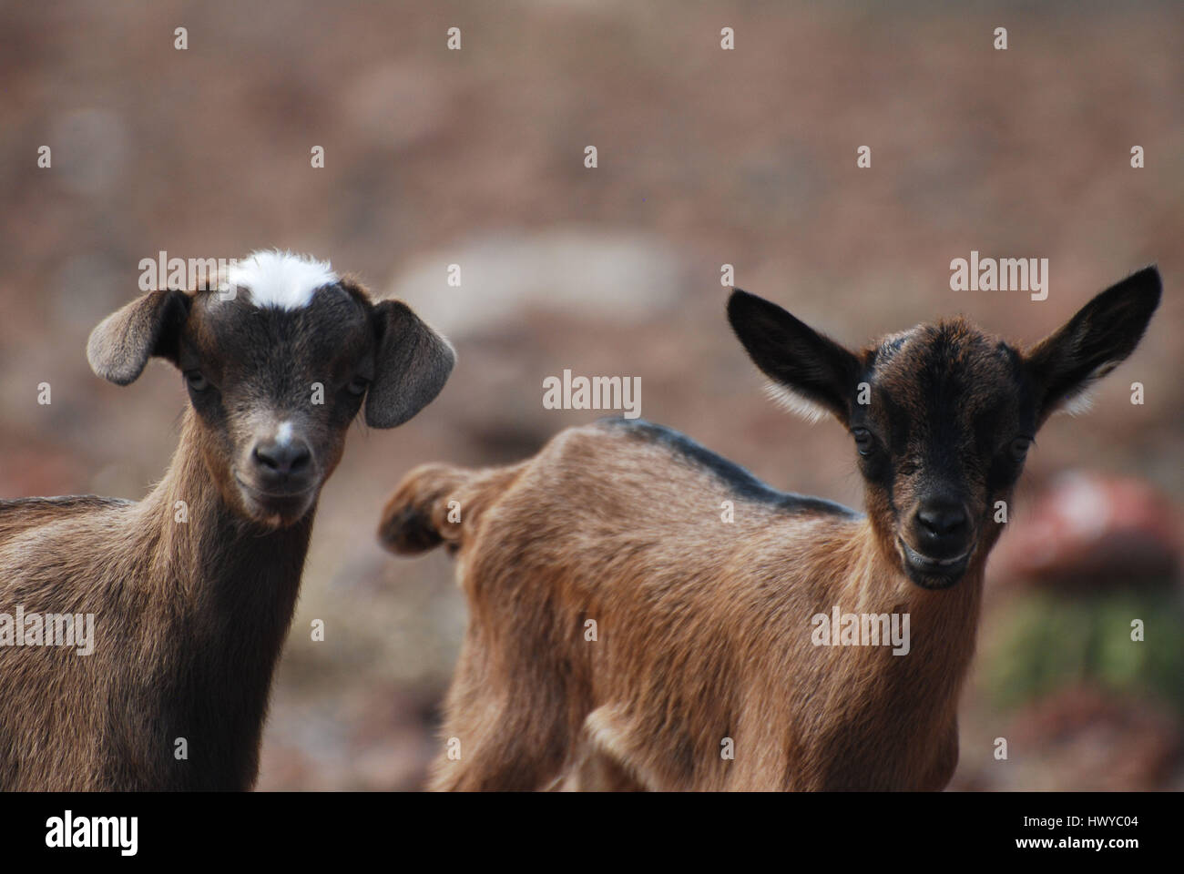 Cute baby goats with a difference in their ears Stock Photo - Alamy