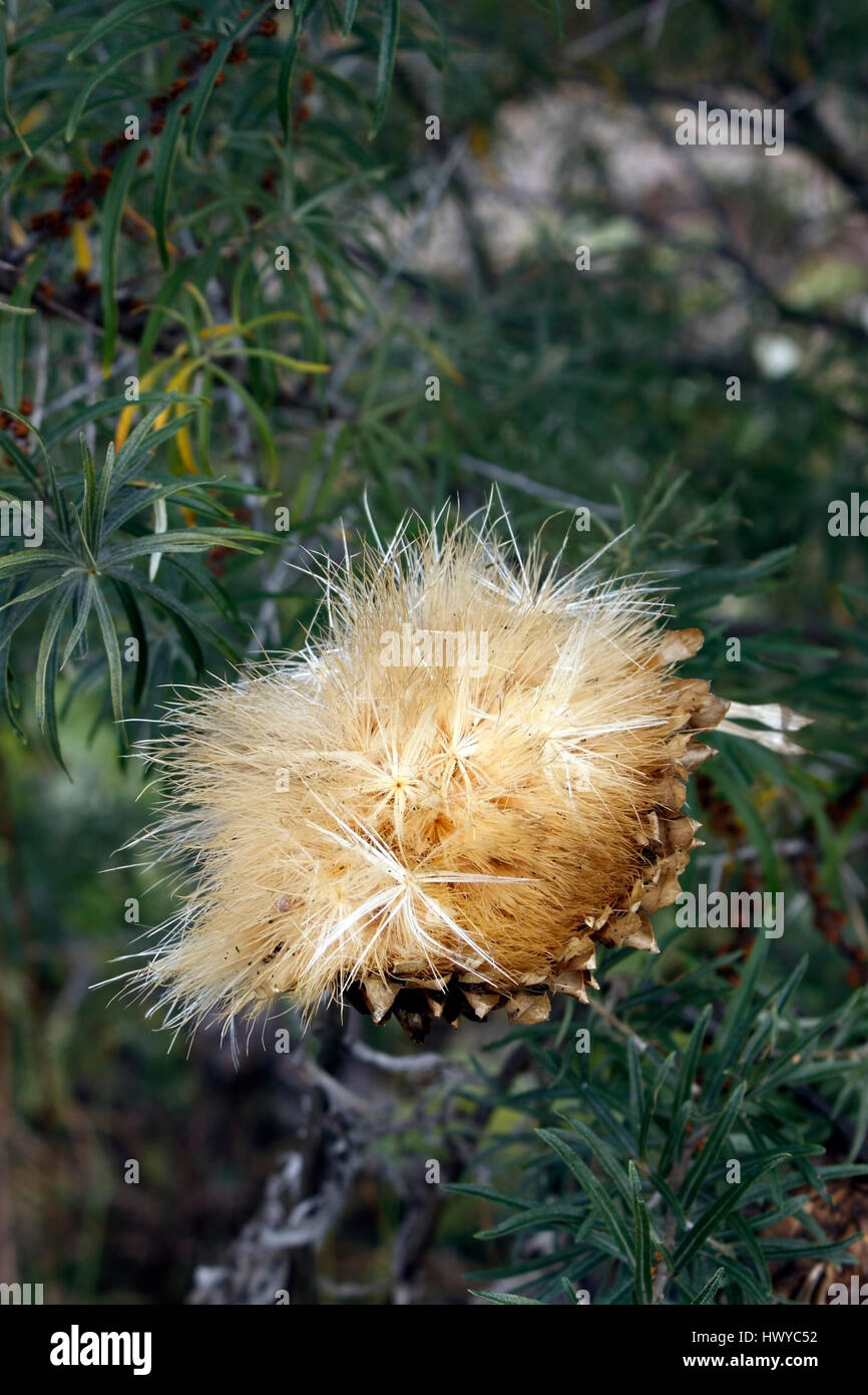 CYNARA CARDUNCULUS SEED-HEAD IN AUTUMN. UK Stock Photo - Alamy