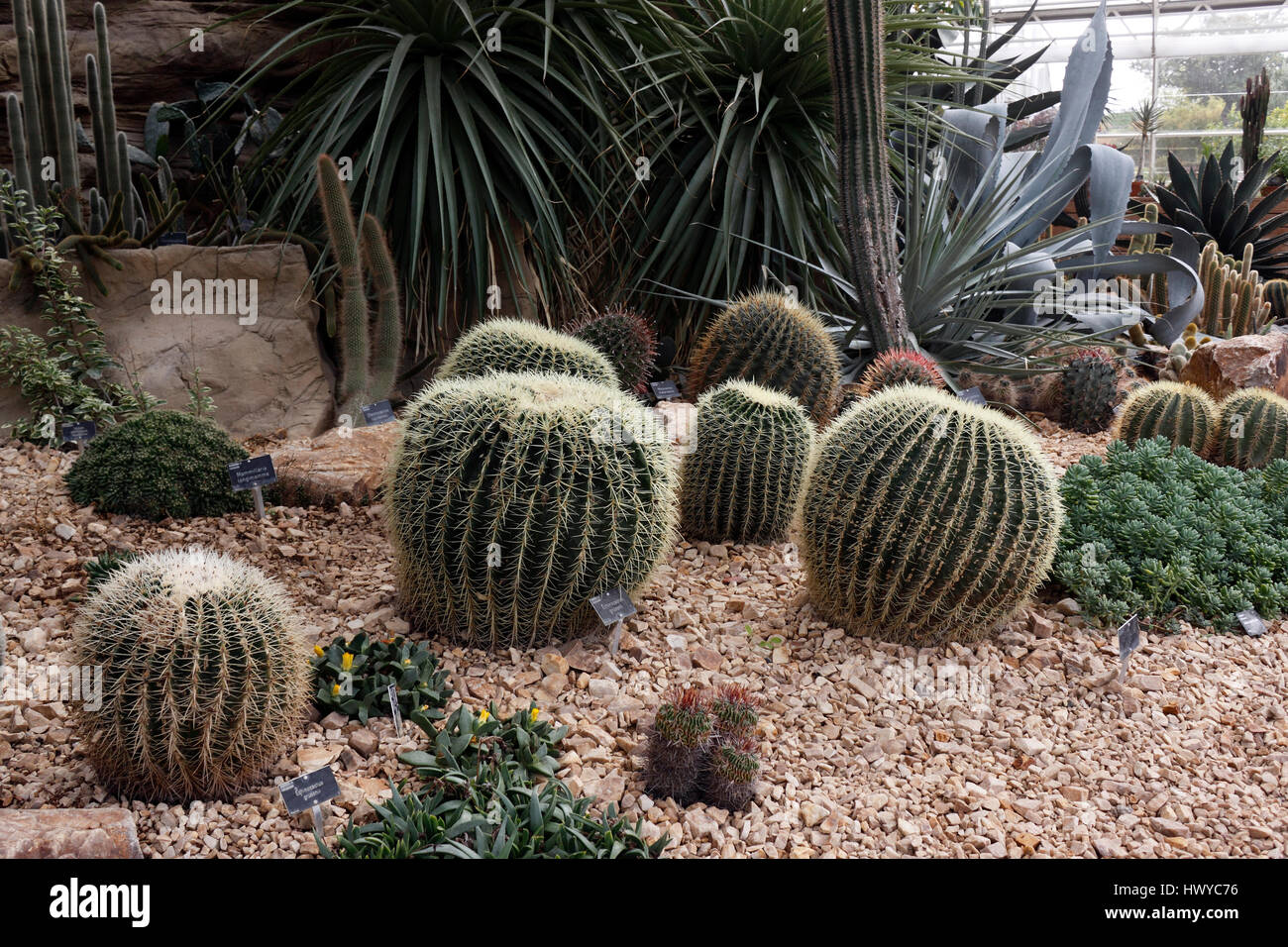 Wisley glasshouse cactus hi-res stock photography and images - Alamy
