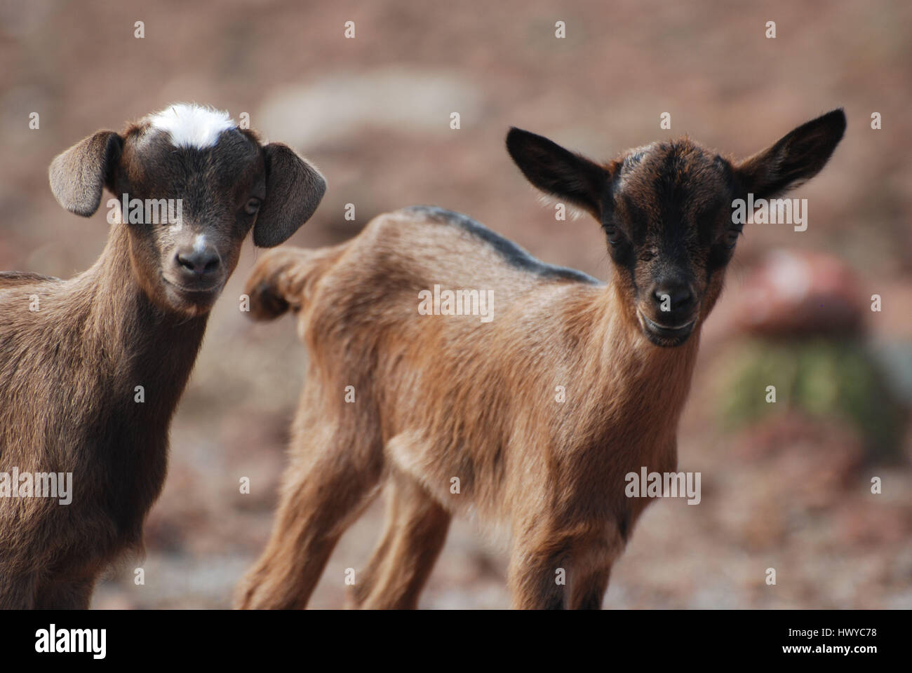 Cute pair baby goats hi-res stock photography and images - Alamy