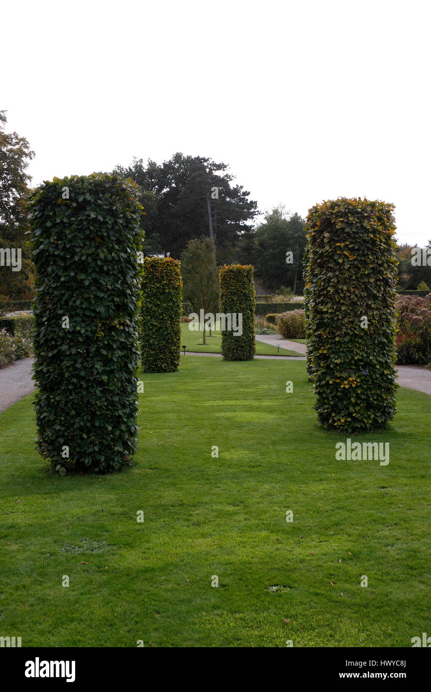 COLUMN HEDGING OF FAGUS SYLVATICA. COMMON BEECH. UK Stock Photo - Alamy