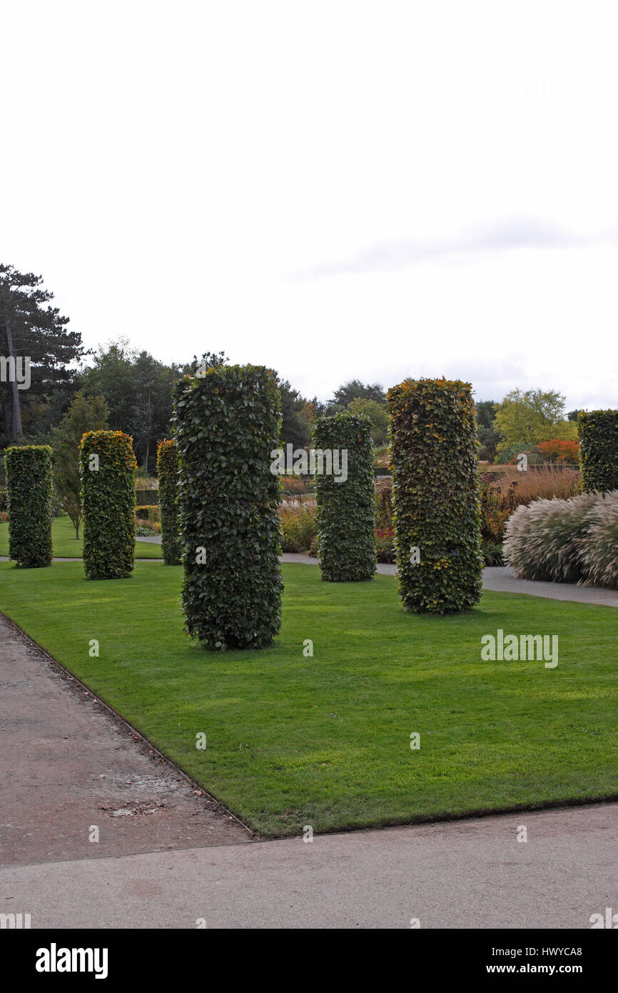 COLUMN HEDGING OF FAGUS SYLVATICA. COMMON BEECH. UK Stock Photo - Alamy