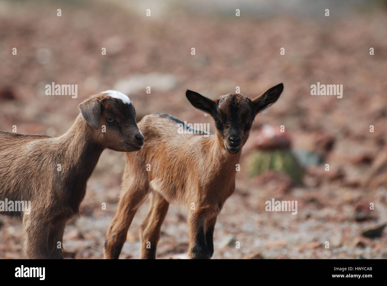 Cute pair baby goats hi-res stock photography and images - Alamy