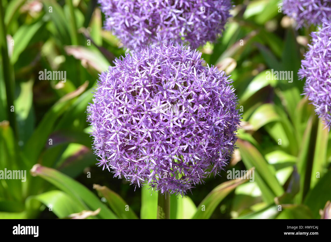 Small purple flowers in a bulb garden Stock Photo - Alamy