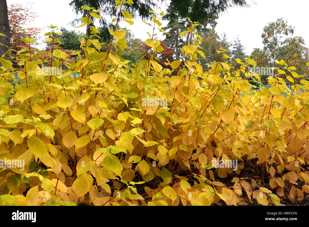 CORNUS SANGUINEA MAGIC FLAME. COMMON DOGWOOD. CORNEL. IN AUTUMN Stock ...
