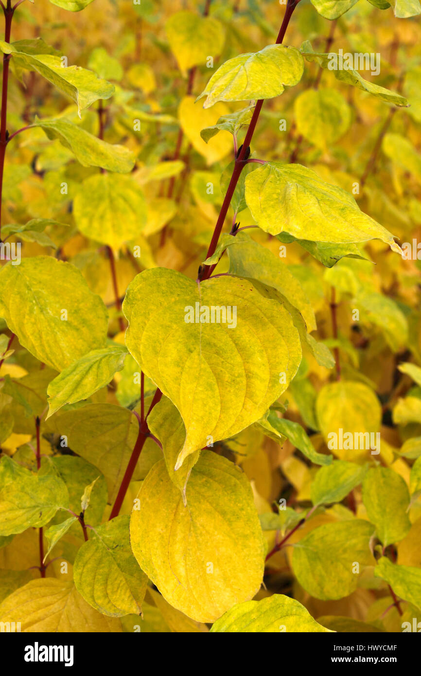 CORNUS SANGUINEA MAGIC FLAME. COMMON DOGWOOD. CORNEL. IN AUTUMN Stock ...