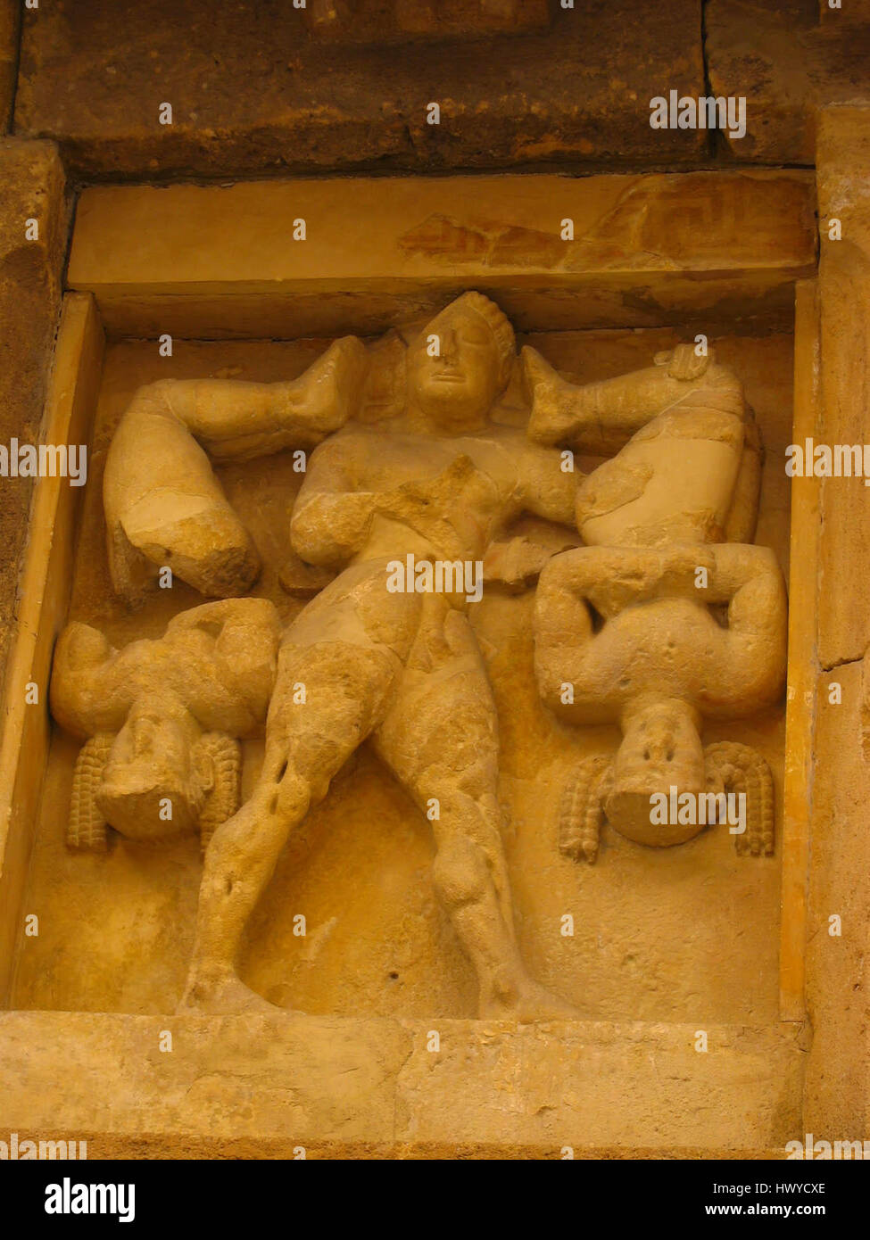 Cercopes selinonte refers to a species of beetles from the genus ...