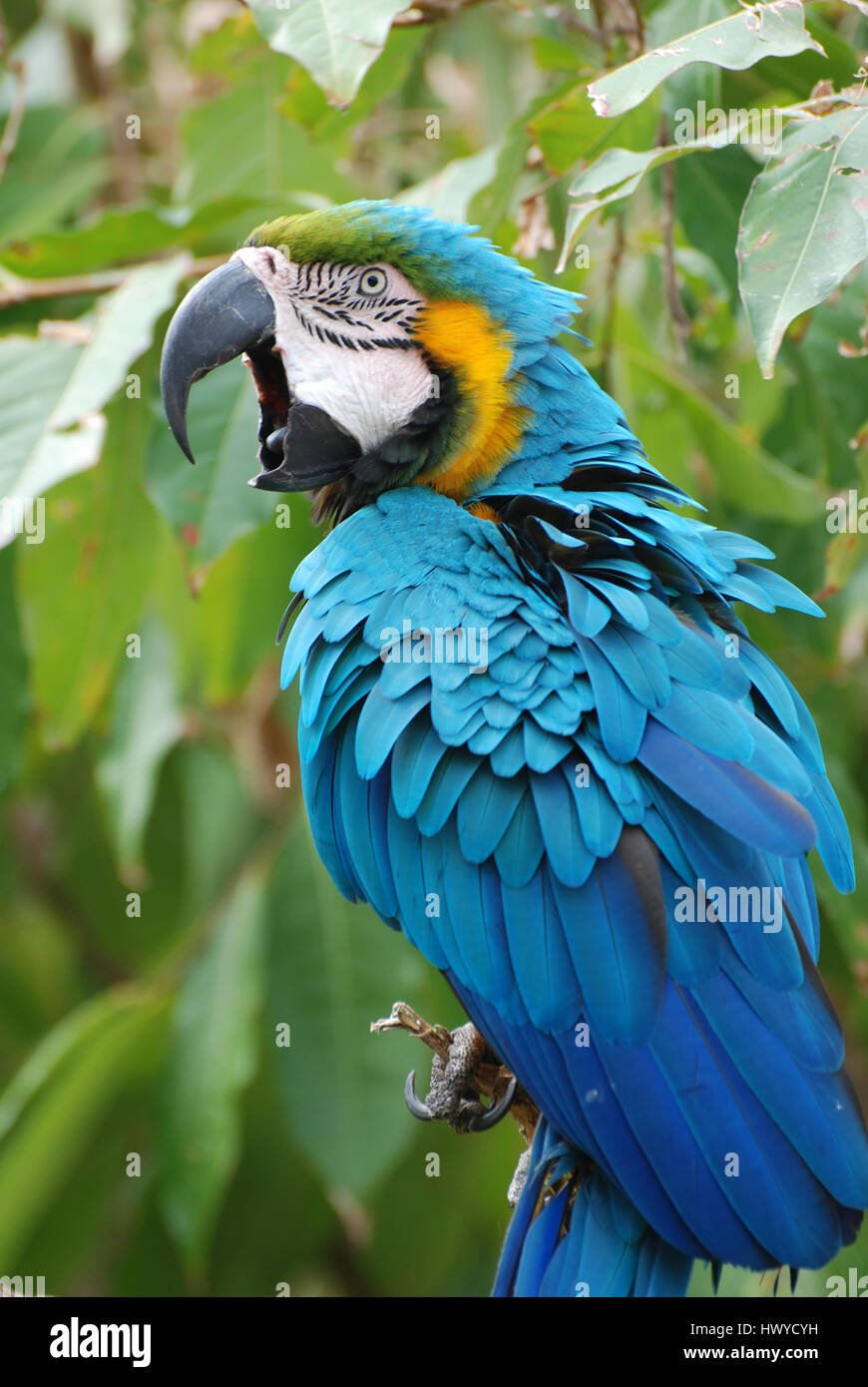 Blue and gold macaw squawking loudly in a tree Stock Photo - Alamy