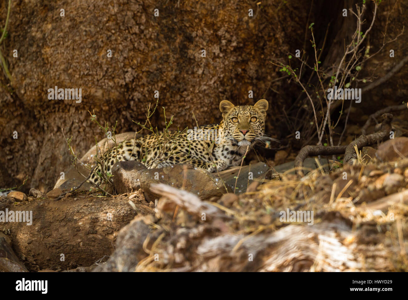 Leopard watching something hi-res stock photography and images - Alamy