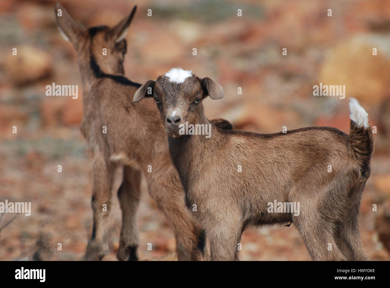 Absolutely adorable pair of baby goats balancing on rocks Stock Photo ...