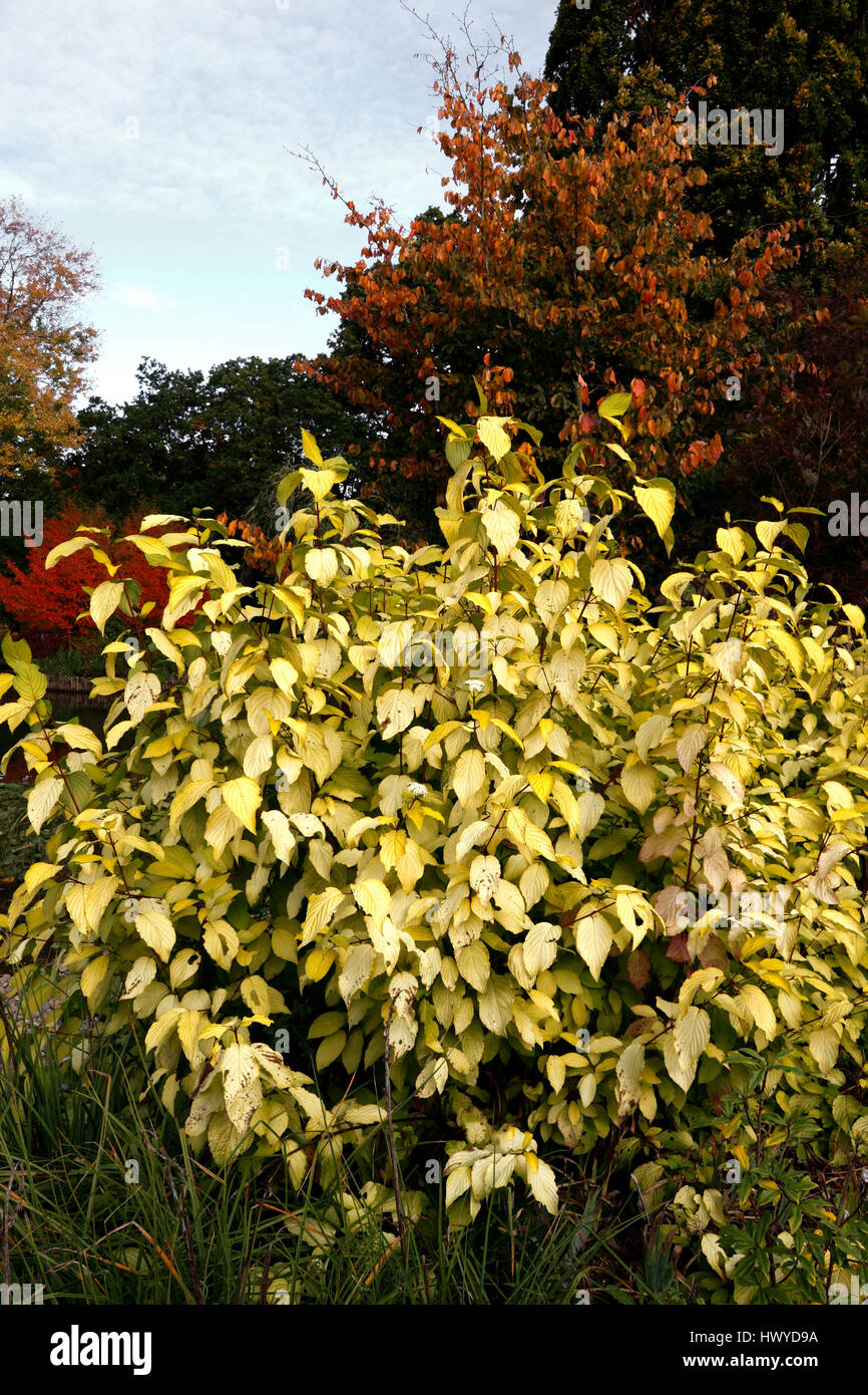 CORNUS SERICEA SUNSHINE. DOGWOOD. CORNEL. IN AUTUMN Stock Photo - Alamy